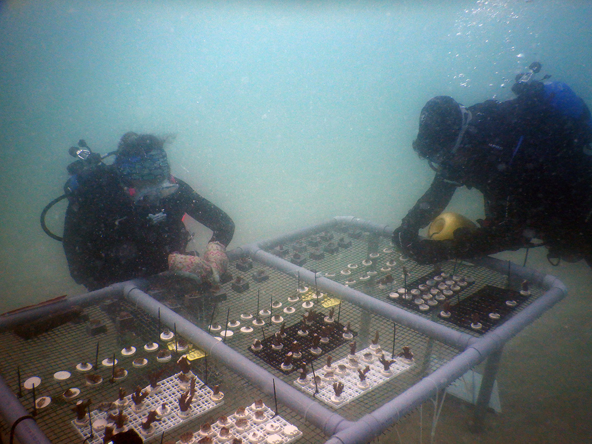 Reef: Regenerating and reboosting coral